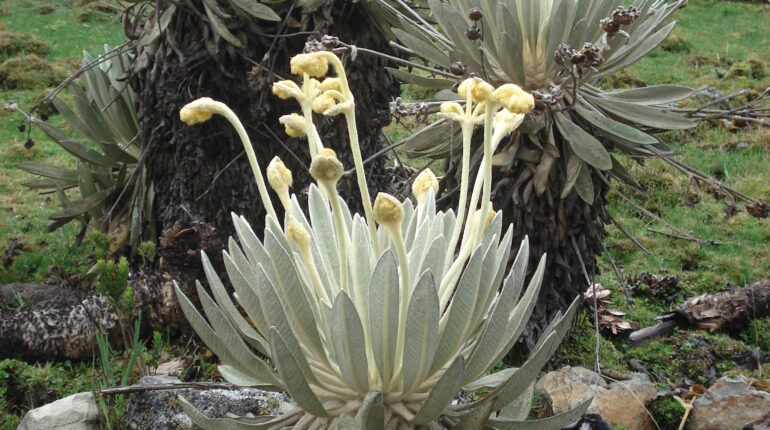 Frailejón: La planta icónica de los páramos que debes conocer ...