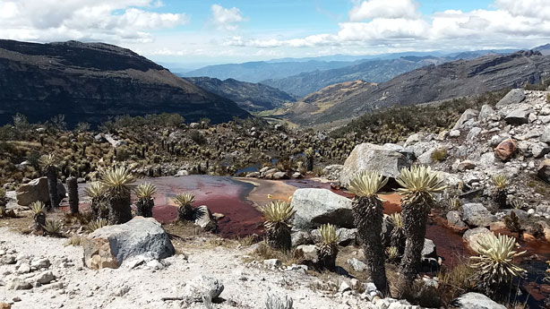 Frailejón: La planta icónica de los páramos que debes conocer ...