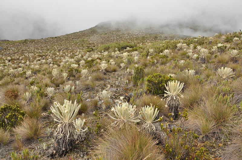 Frailejón: La planta icónica de los páramos que debes conocer ...